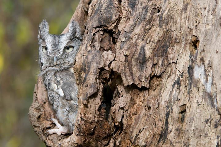 Natural Camouflage: An Eastern Screech Owl | The Outdoor Journal