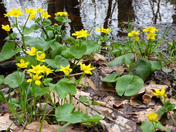Loda Lake National Wildflower Sanctuary: America’s one and only | The ...
