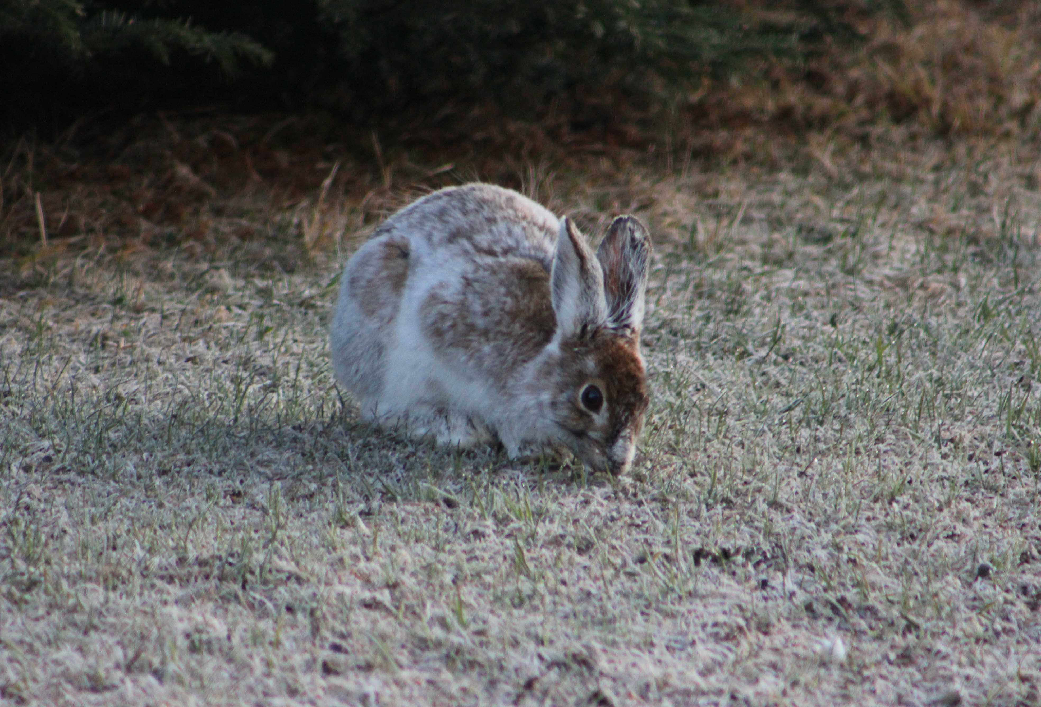 Michigan’s snowshoe hares disappearing, could benefit from forest ...