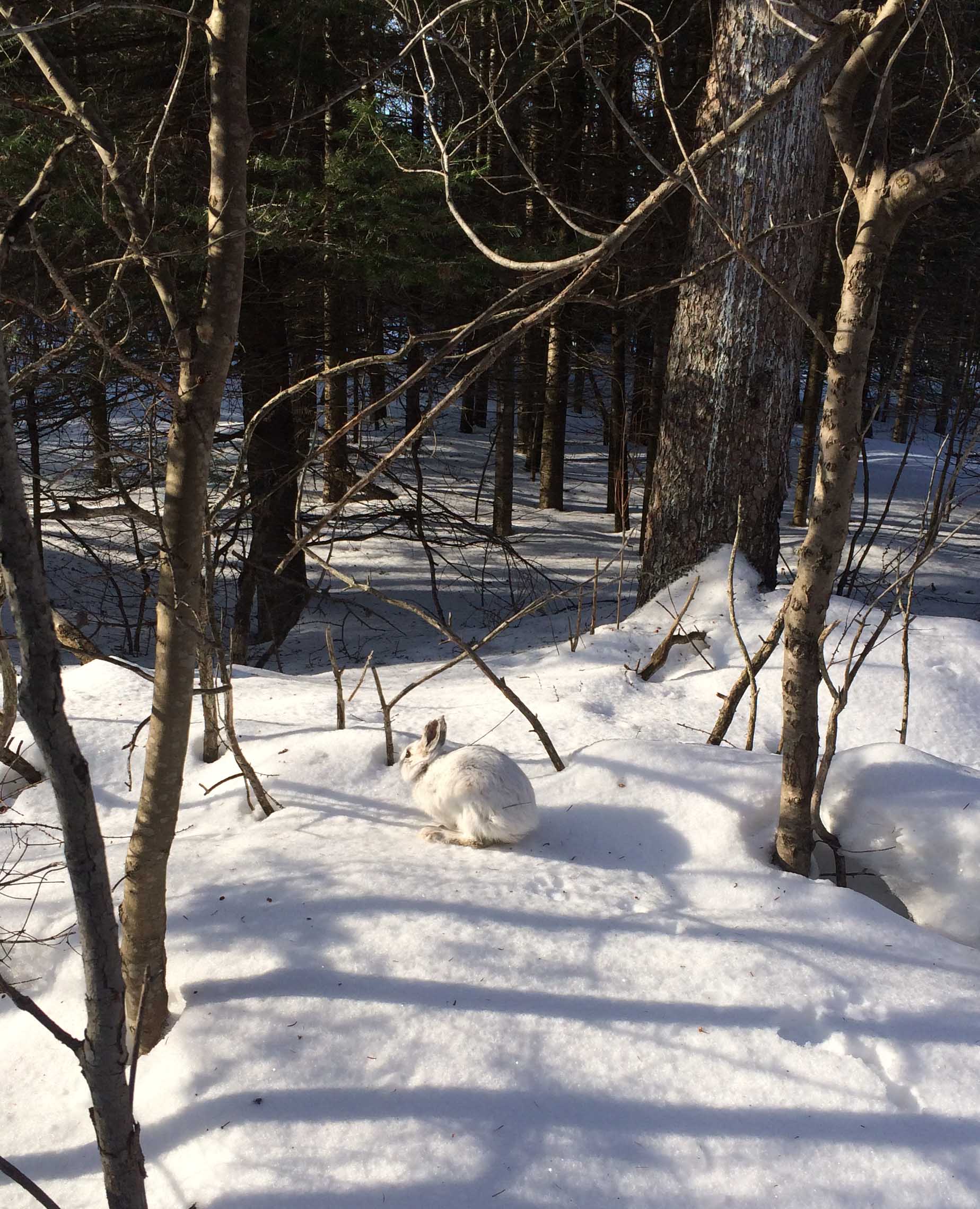 Michigan’s snowshoe hares disappearing, could benefit from forest ...