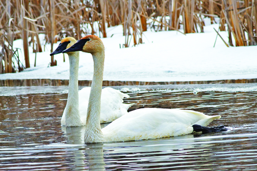 Trumpeter Swans: A Conservation Success in Michigan | The Outdoor Journal