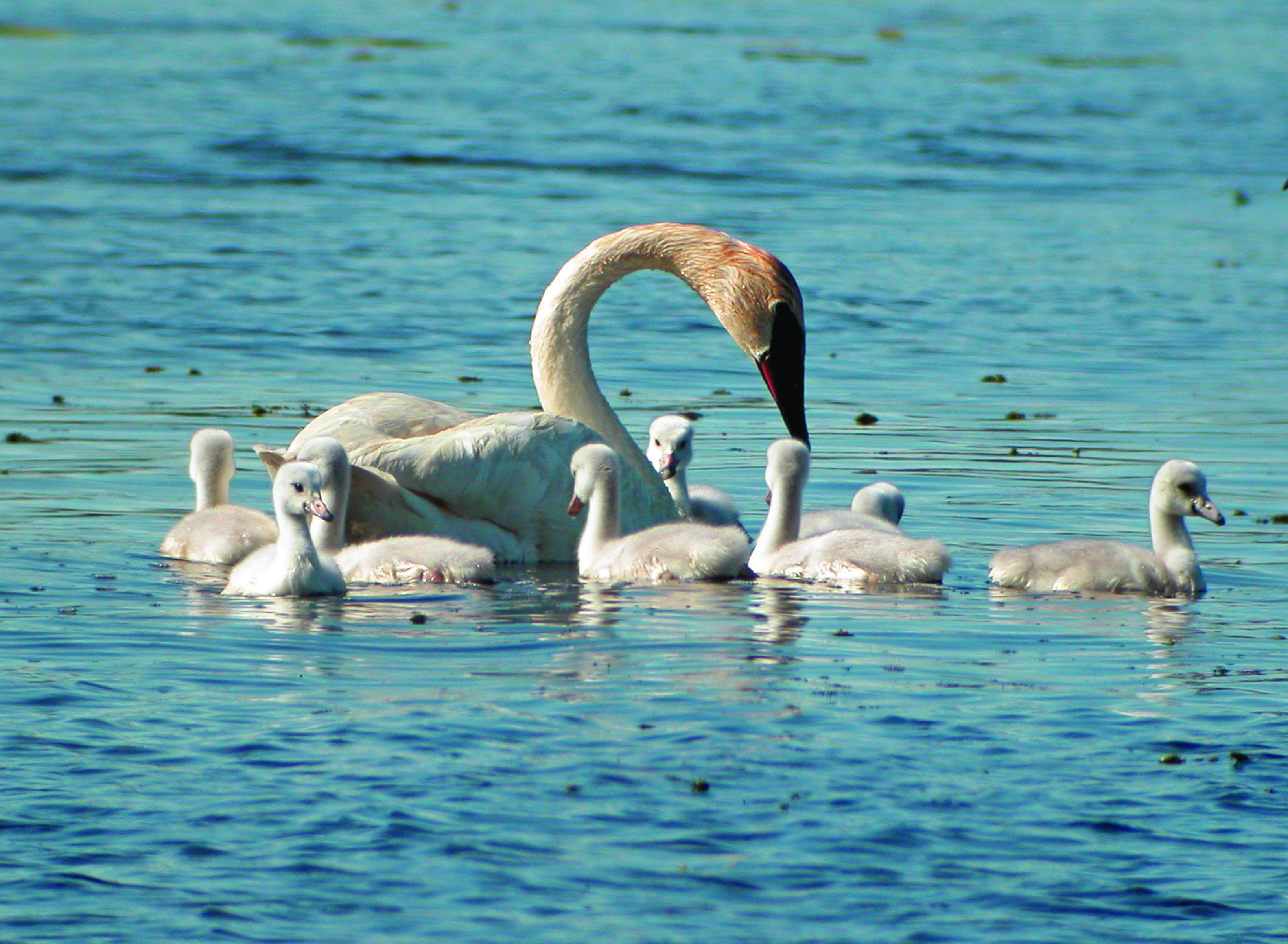 Trumpeter Swans: A Conservation Success in Michigan | The Outdoor Journal