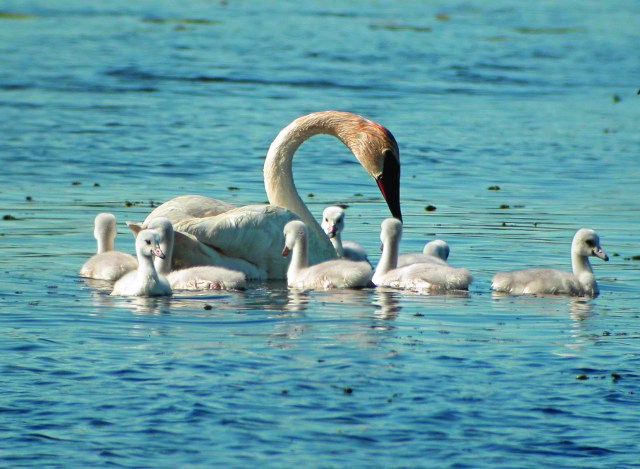 Trumpeter Swans: A Conservation Success in Michigan | The Outdoor Journal